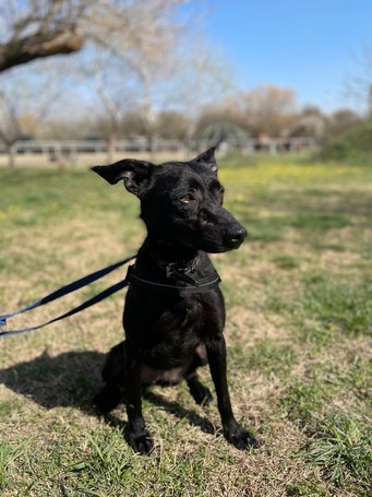 Bogi, 4 éves, szuka