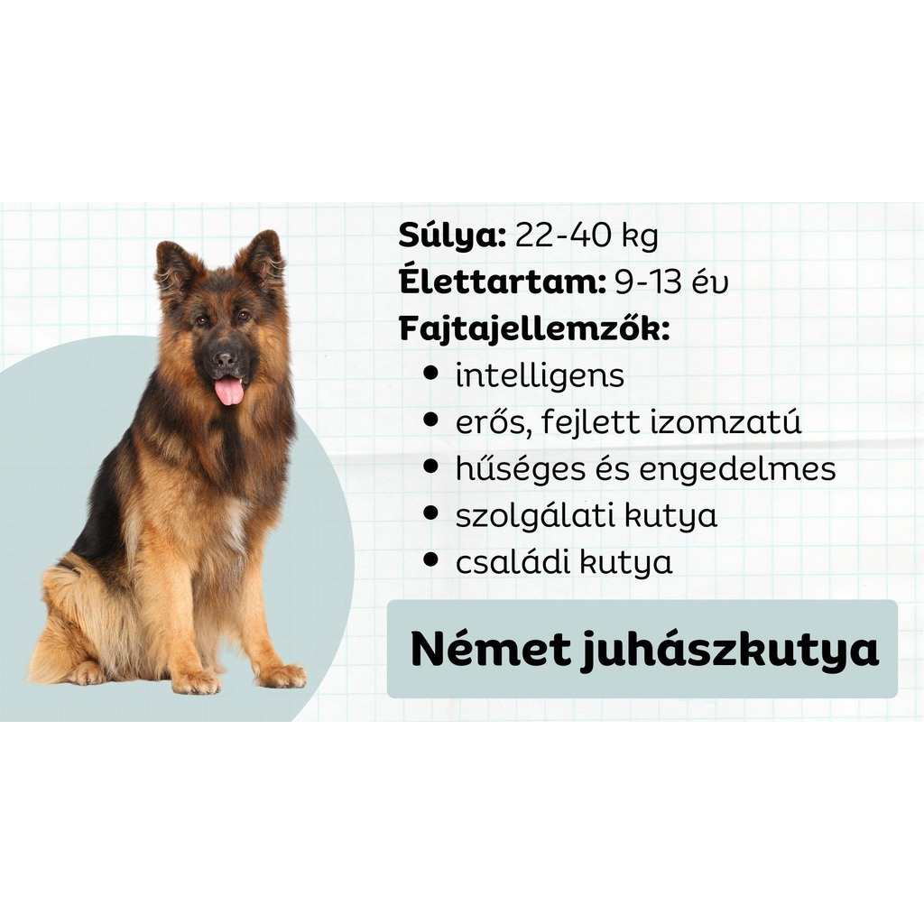 Német juhászkutya - Katona, rendőr, vadakat terelő juhász és a csal...