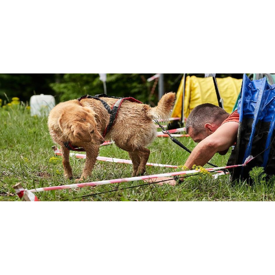 Síarénából kutyaparadicsom lett Eplény - Hard Dog Race beszámoló