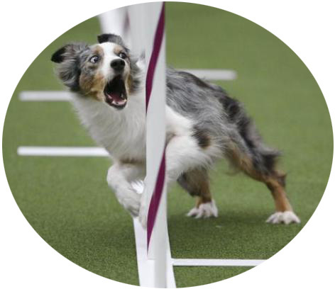 Agility felszerelés